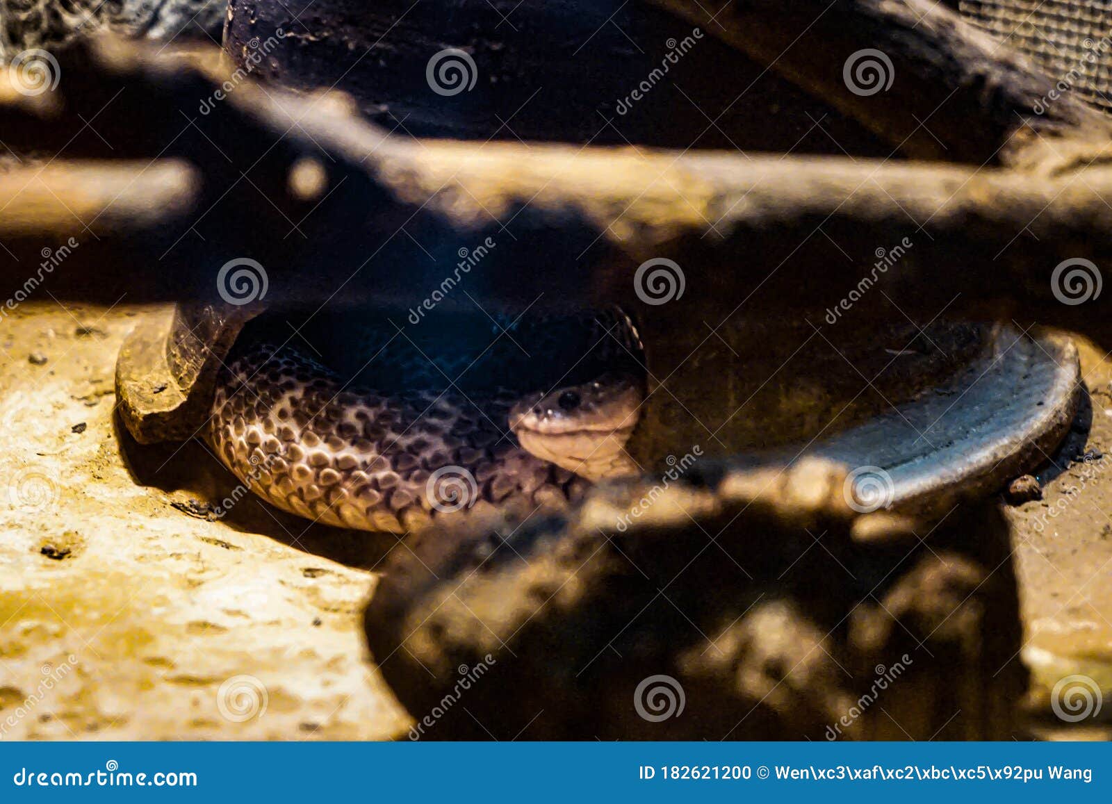 Black Snake Under the Tiles Stock Photo - Image of slither, brown ...