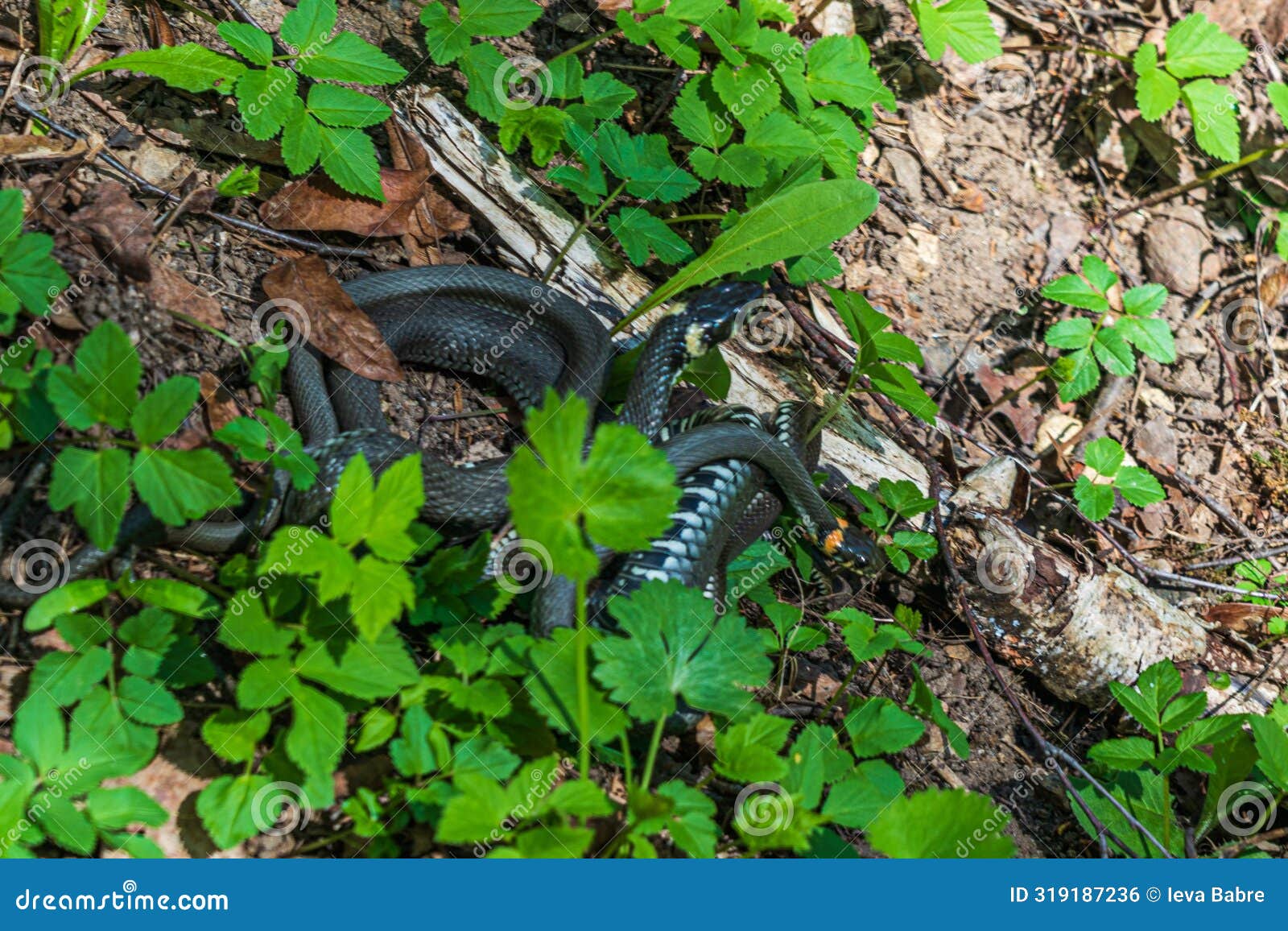 Black Snakes with Yellow Ears Basking in the Spring Sun Stock Photo ...