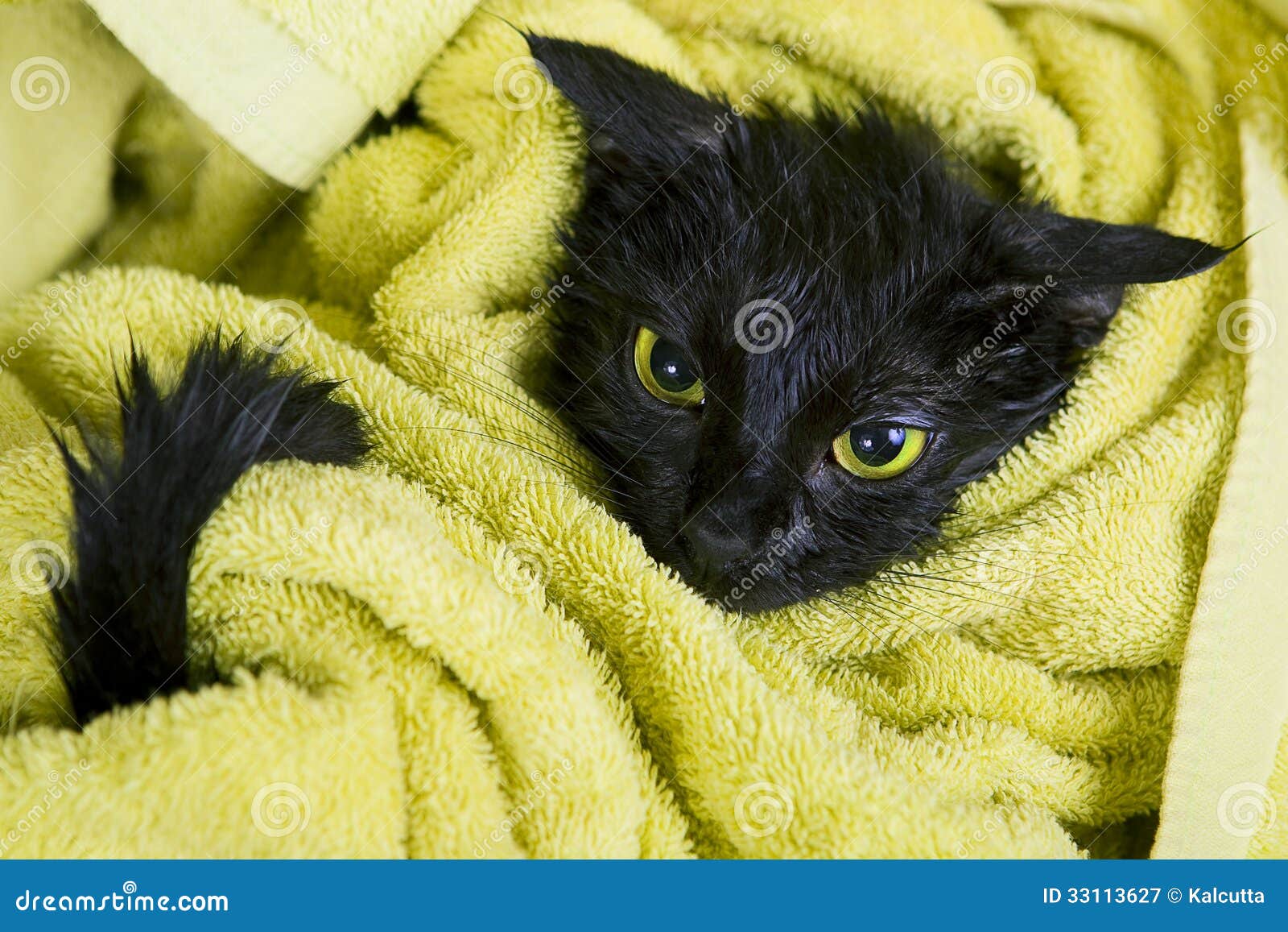 Black soggy cat after bath stock image. Image of demon - 33113627