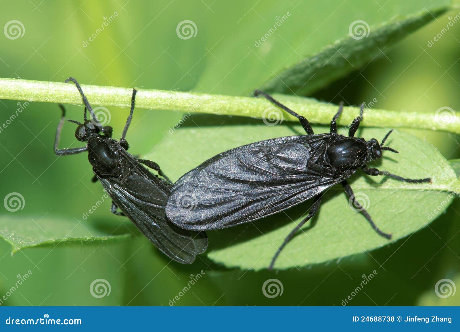 Black soldier fly stock photo. Image of animalia, arthropod - 24688738