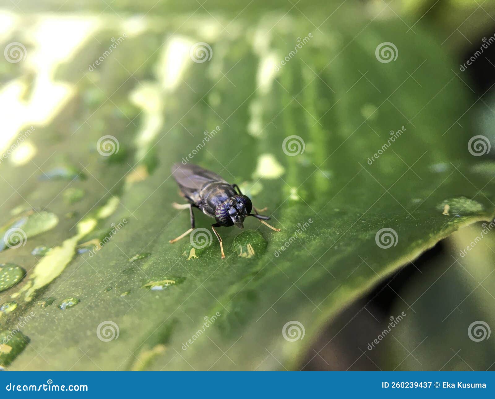 Black soldier fly stock image. Image of macrophotography - 260239437