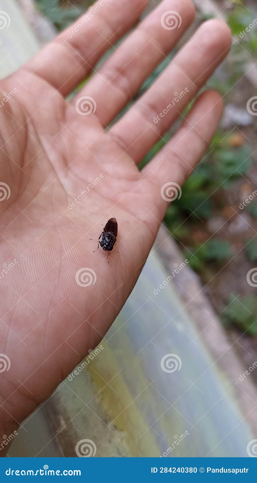 A Black Soldier Fly that Landed on a Man& X27;s Hand Stock Photo ...