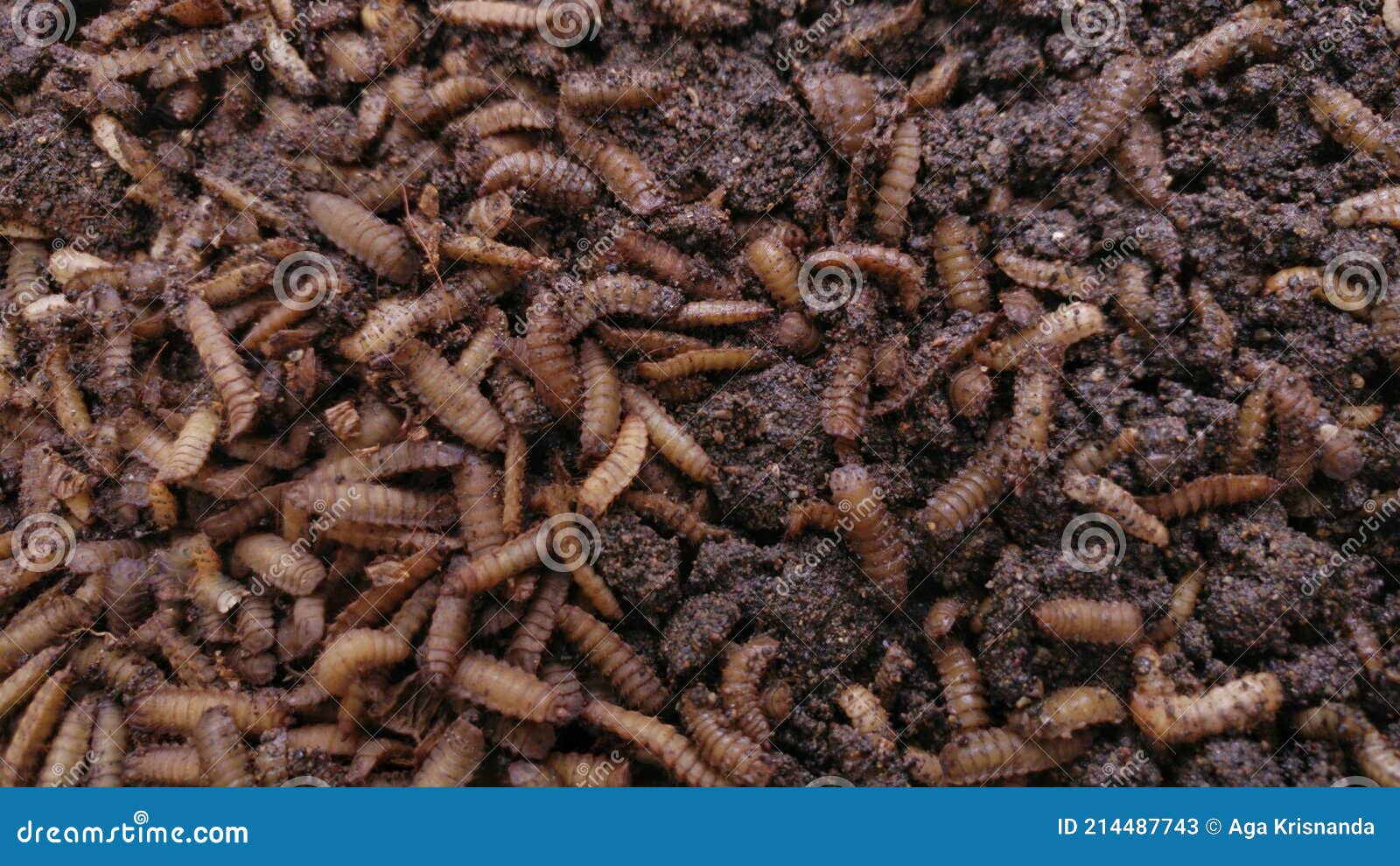 Black Soldier Fly Larvae Composting Manure Stock Image - Image of snack ...