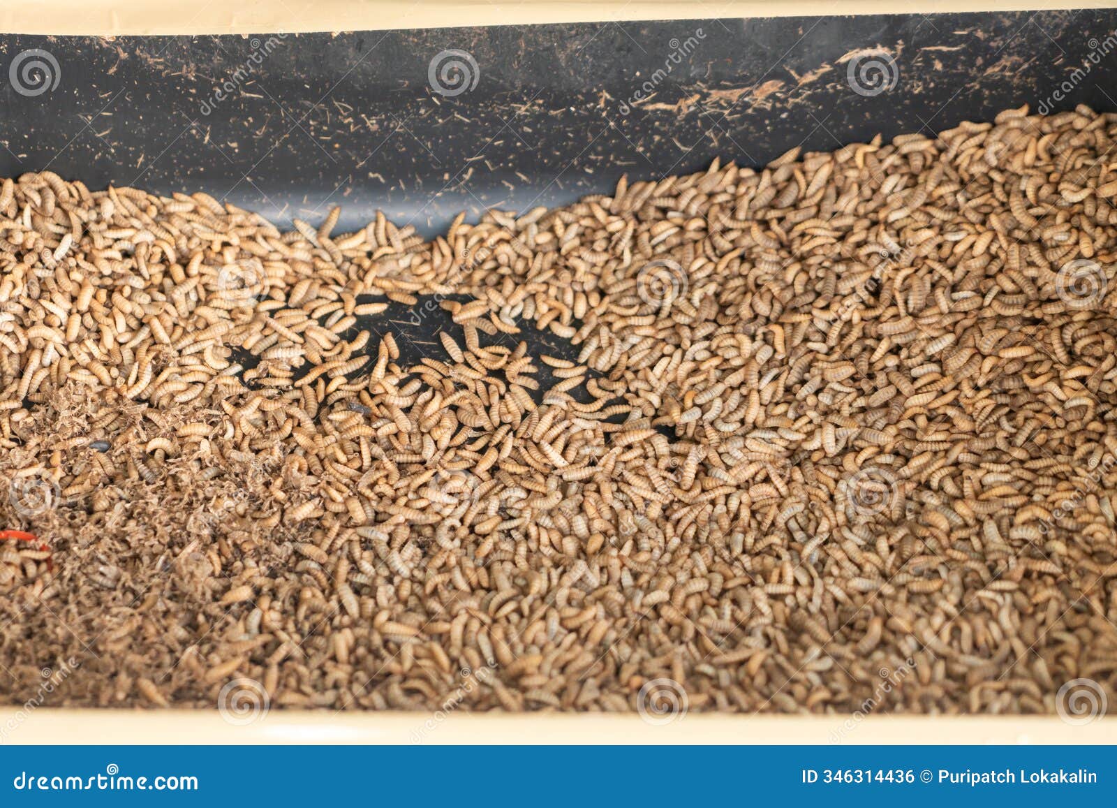 Larvae In A Plastic Container Royalty-Free Stock Photo | CartoonDealer ...