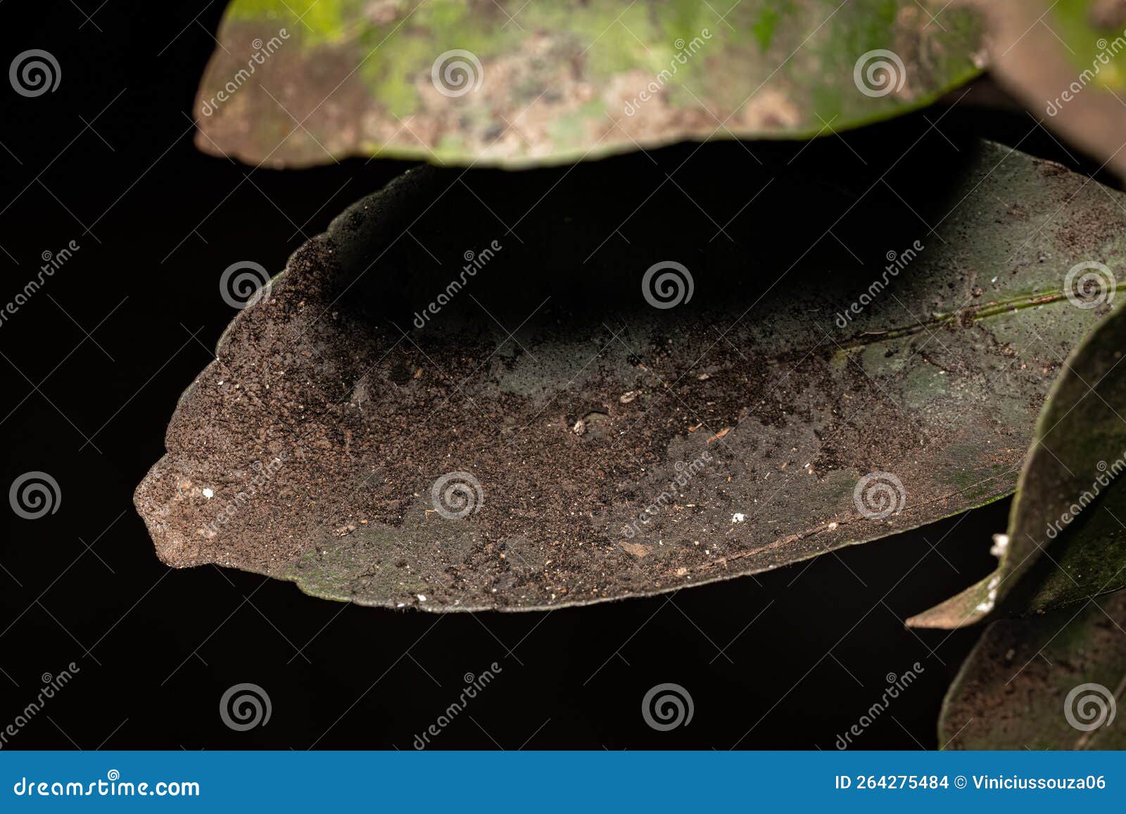 Black Sooty Mold stock photo. Image of fungi, dicotyledons - 264275484