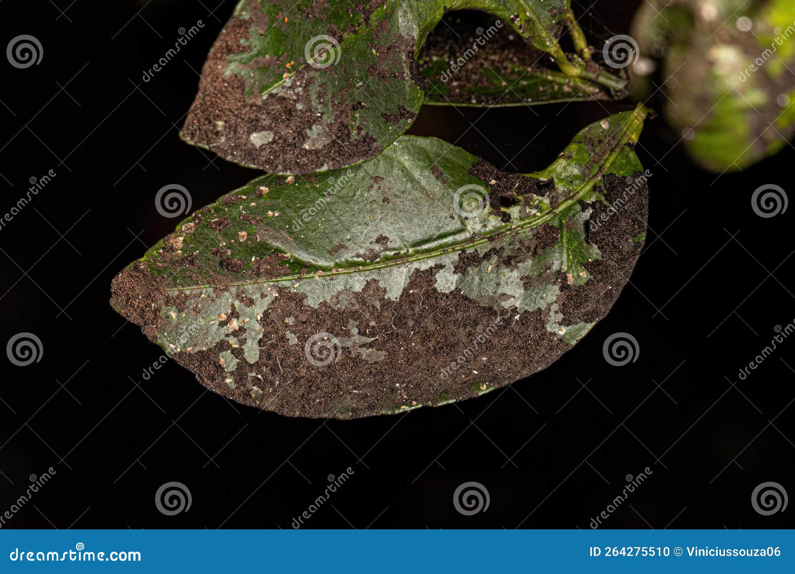 Black Sooty Mold stock photo. Image of dicotyledons - 264275510