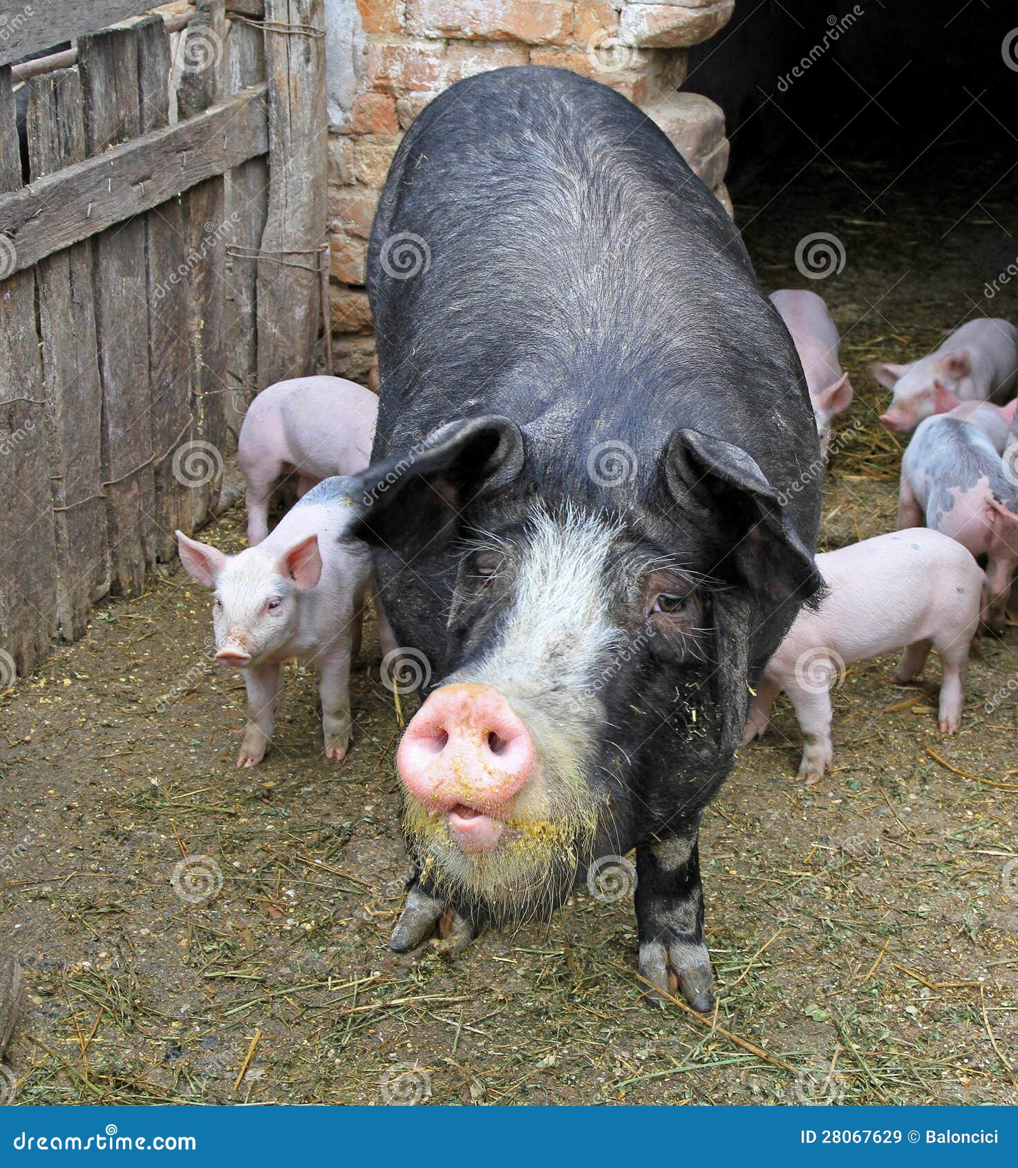 Black sow stock image. Image of piglets, swine, mammal - 28067629