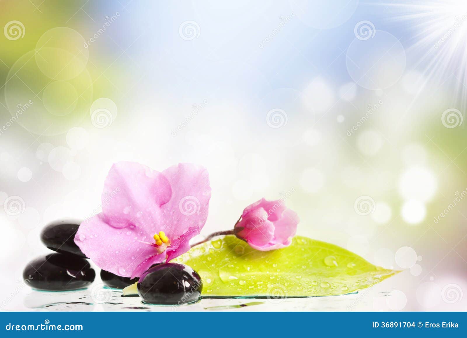 Black Spa Stones and Flower on Colorful Background Stock Photo - Image ...
