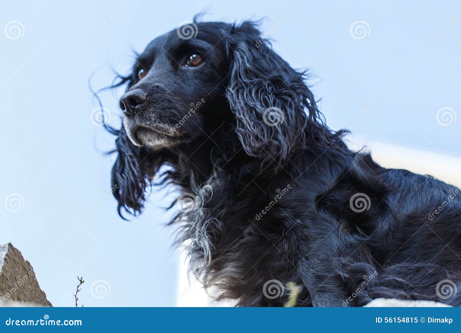 Black spaniel dog stock image. Image of english, pedigreed - 56154815