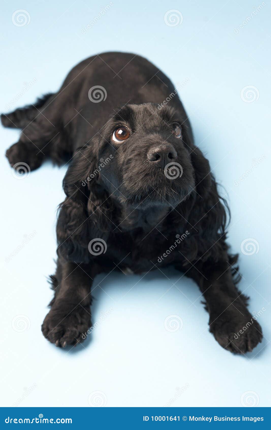 Black Spaniel Puppy in Studio Stock Image - Image of copy, blue: 10001641