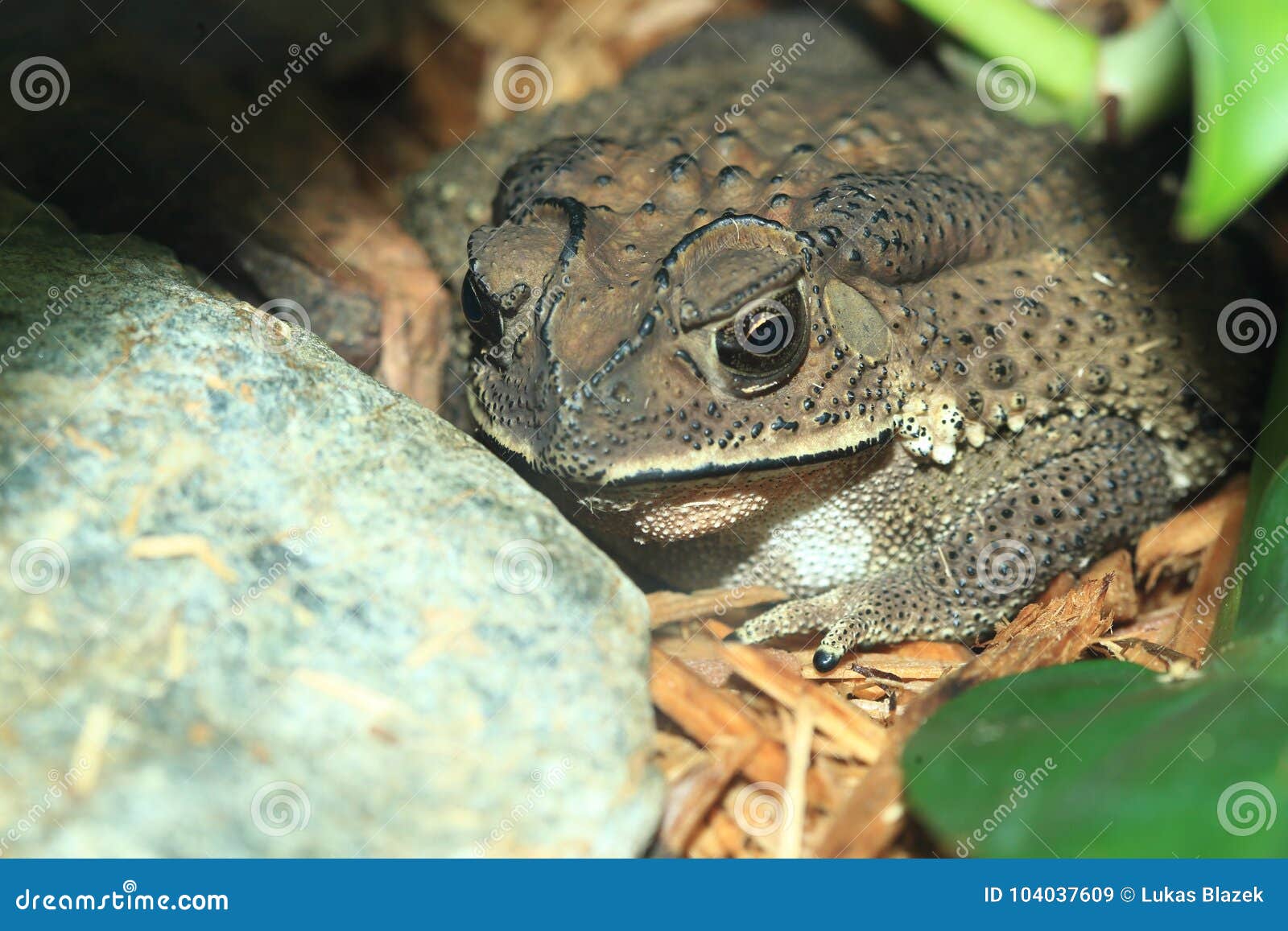 Black spectacled toad stock image. Image of amphibian - 104037609