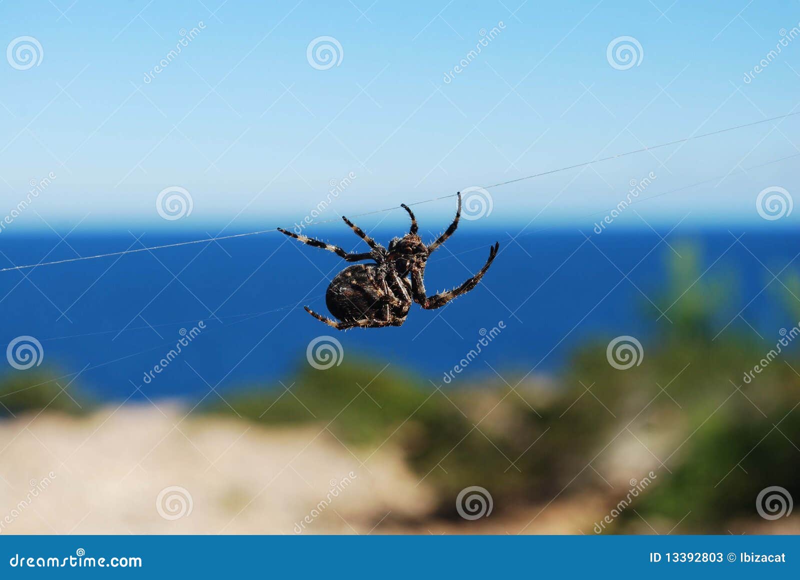 Black spider stock image. Image of animal, spider, species - 13392803