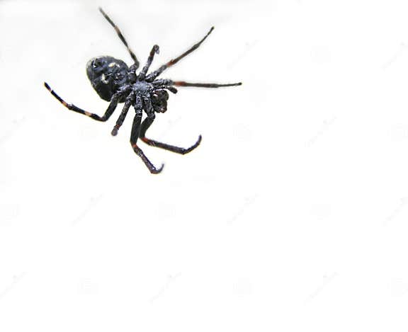Black spider stock image. Image of poster, suck, halloween - 46295
