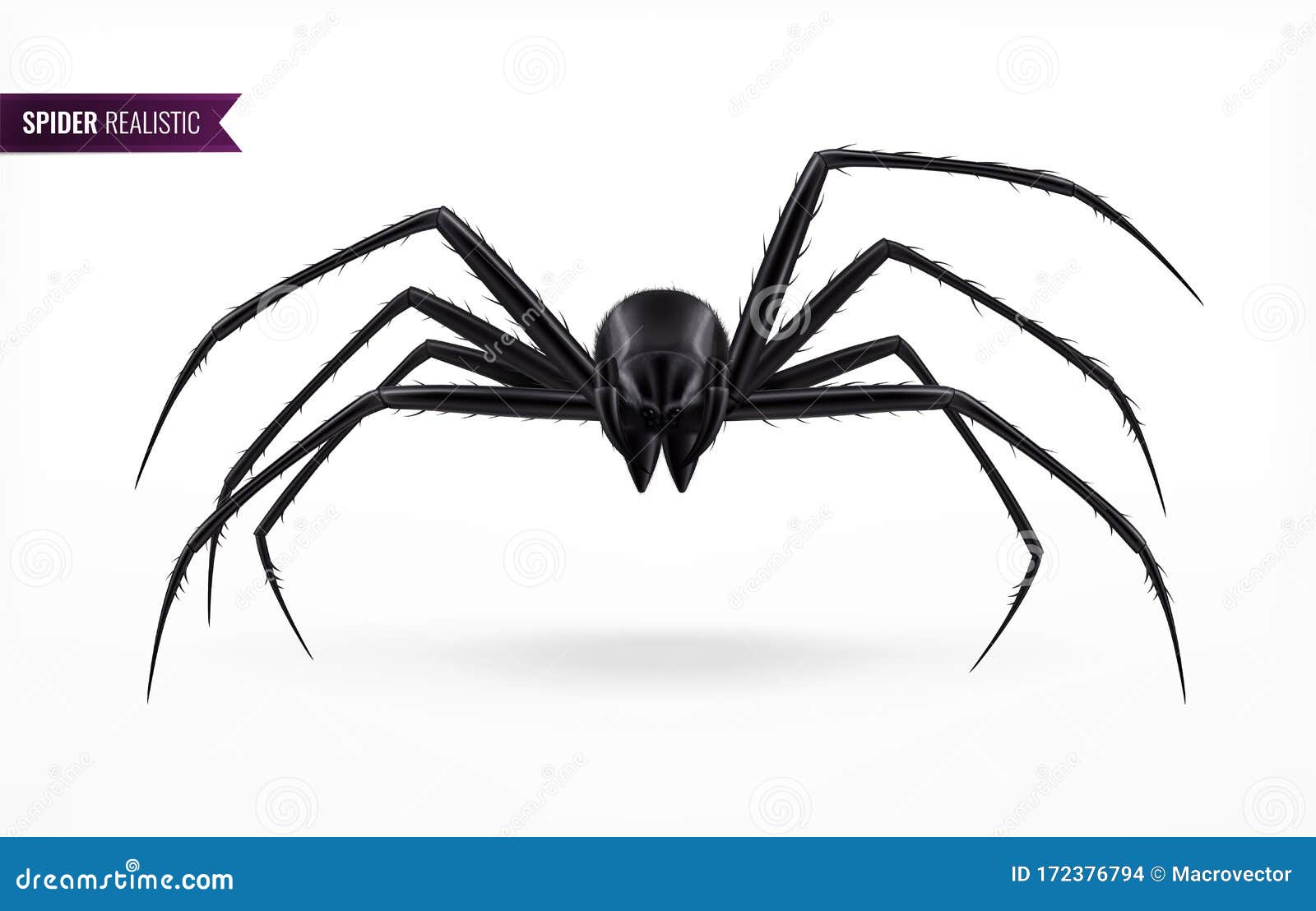 Black Realistic Spider Vector Illustration | CartoonDealer.com #172376794