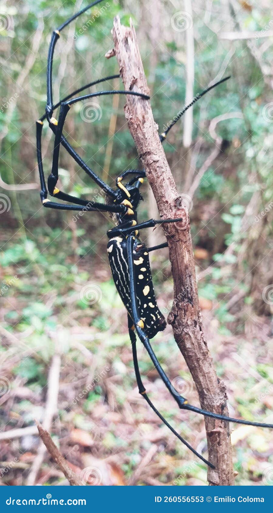 Nephila pilipes Spider stock image. Image of white, twig - 260556553