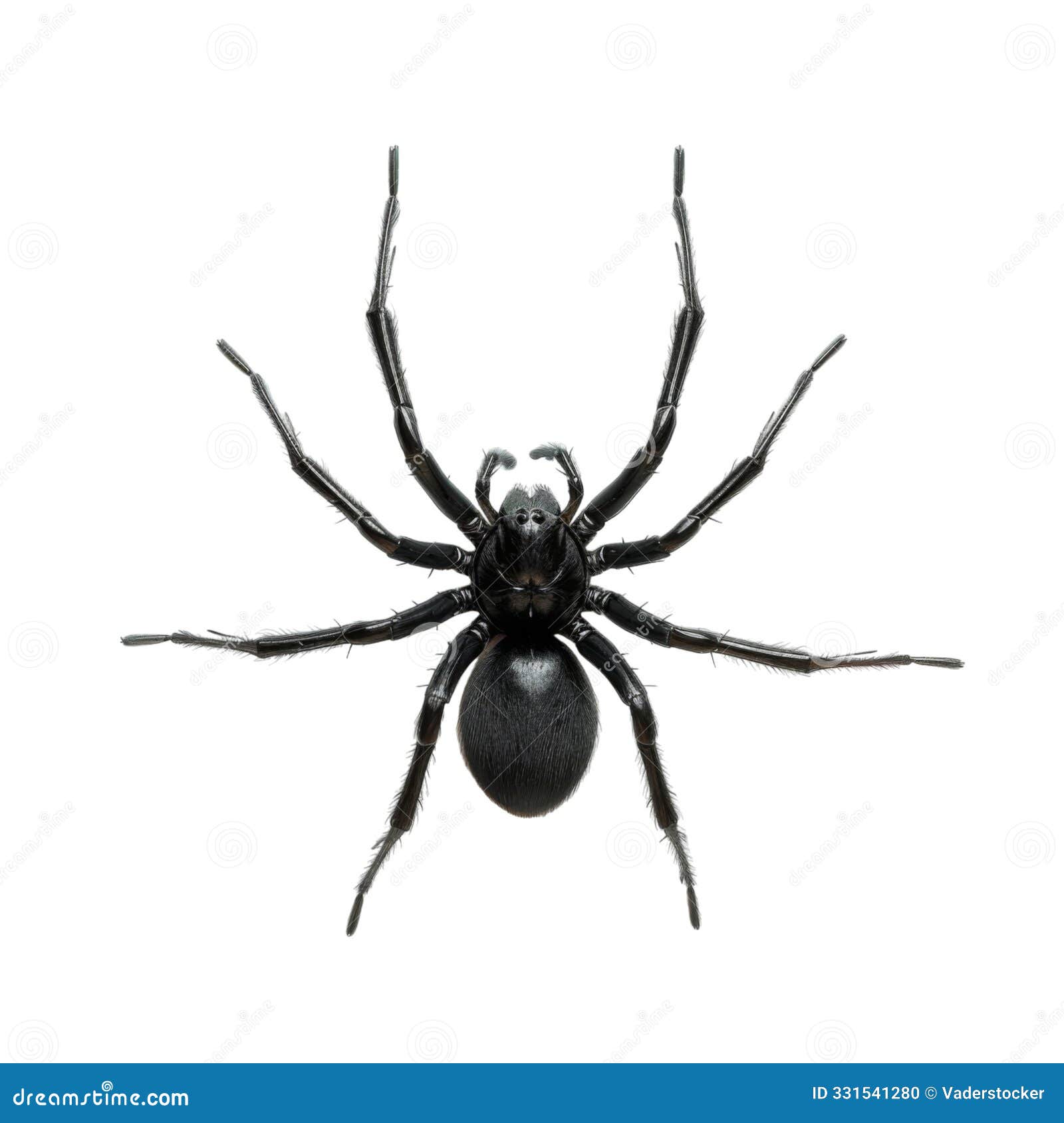 Spider Or Eight Legs Insect Stock Photography | CartoonDealer.com ...