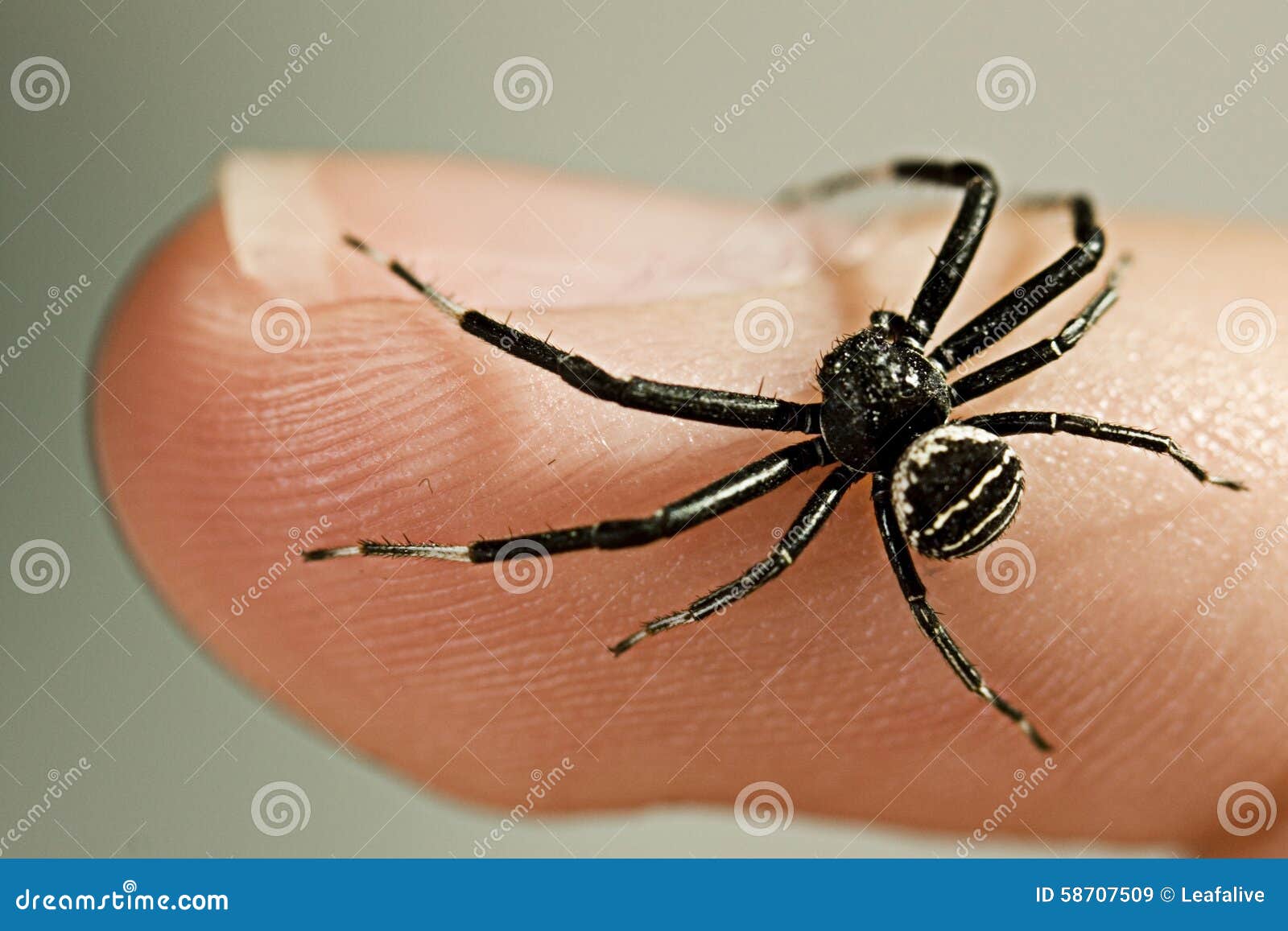 Spider On Finger Royalty-Free Stock Photography | CartoonDealer.com ...