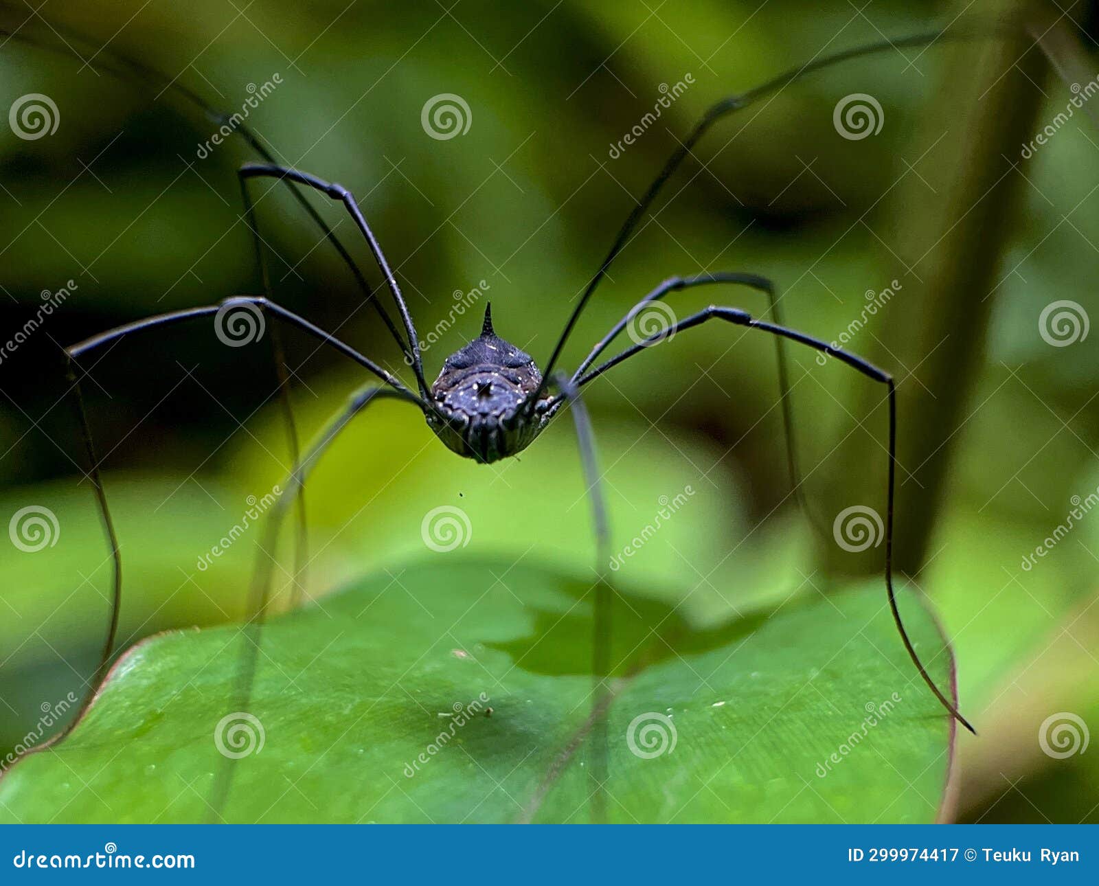 Black Spider Long Legs of Tropical Forests Stock Image - Image of ...