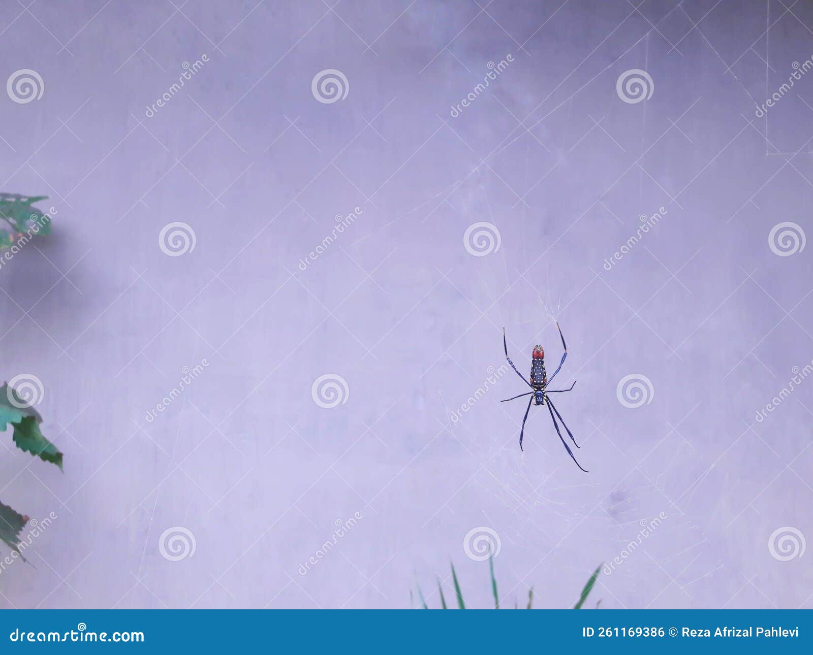 A Black Spider Made a Web House on the Wall Stock Photo - Image of ...