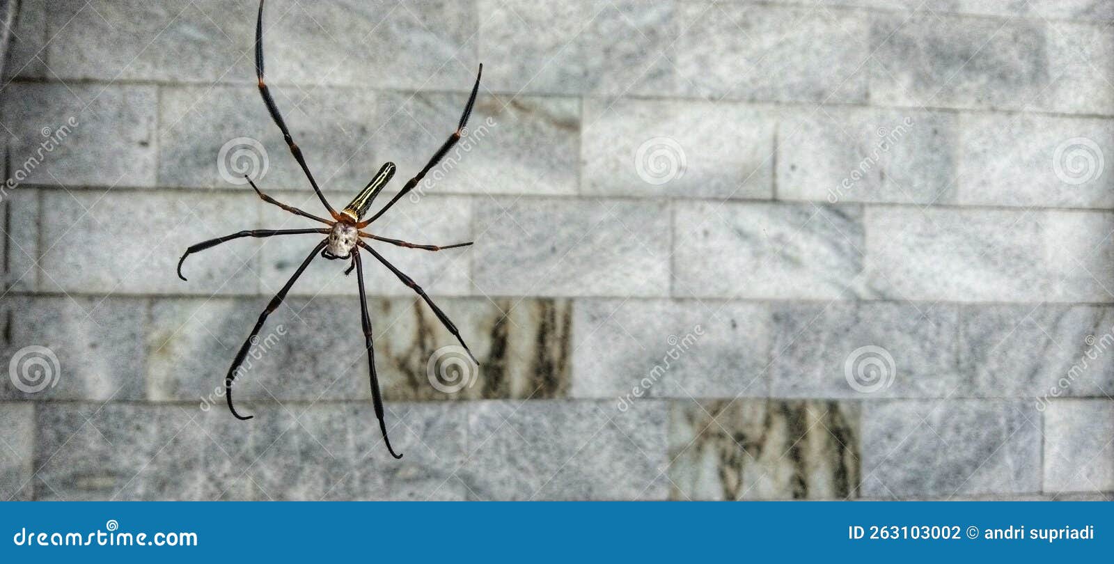 Black Spider Making a Nest in Front of the House Stock Photo - Image of ...