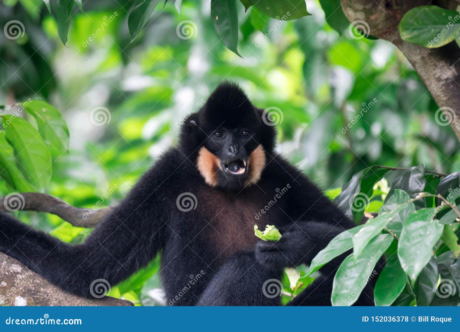 Black Spider Monkey Ateles Chamek while Eating Vegetable on a Tree ...
