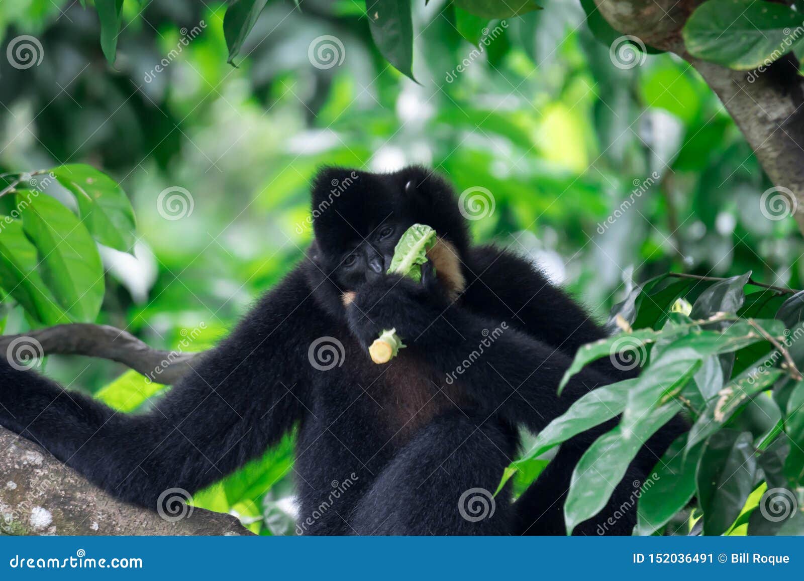 Black Spider Monkey Ateles Chamek while Eating Vegetable on a Tree ...