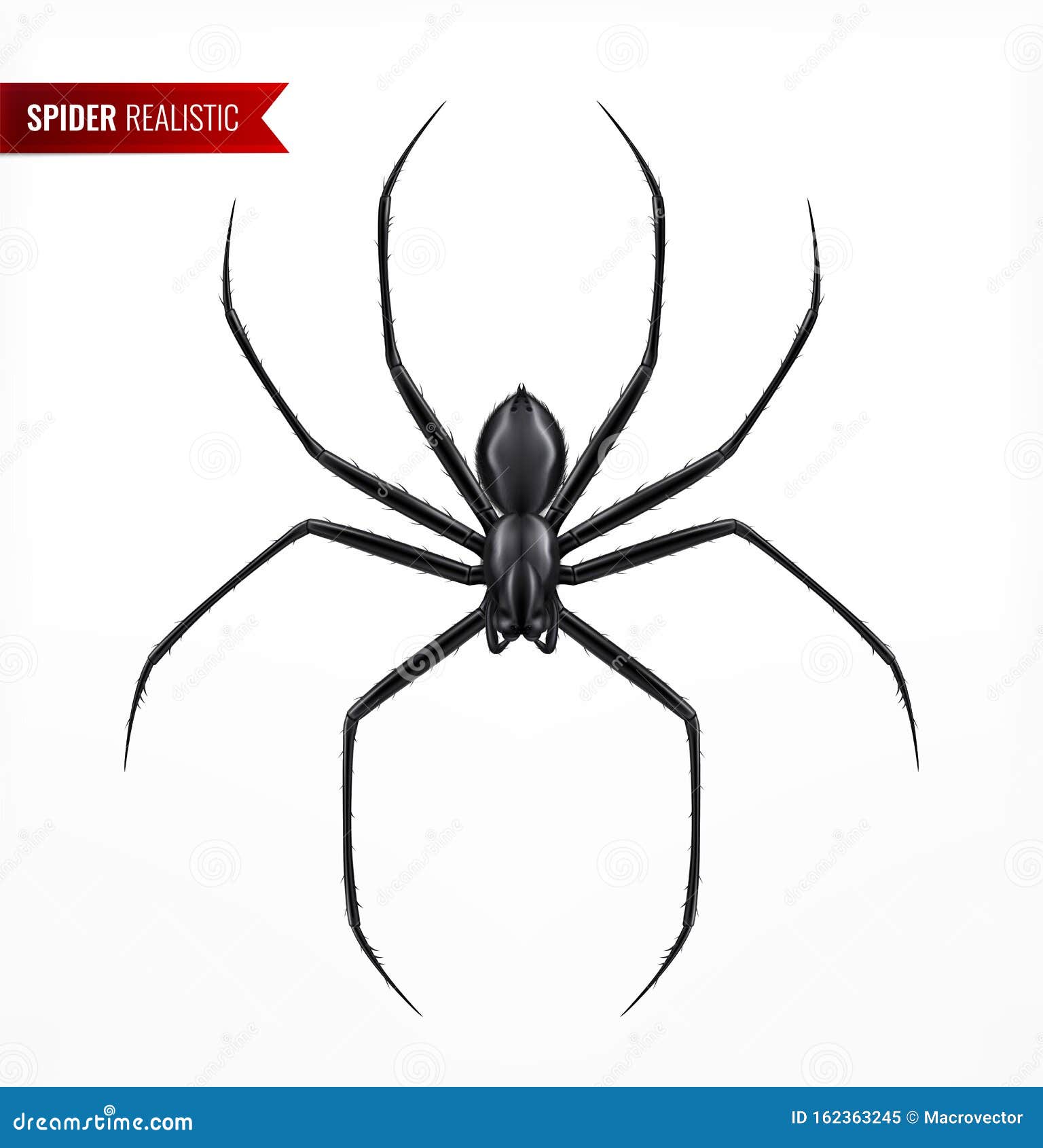 Spider Realistic. Nature Insects Crawl Venom Black Fear Spider Vector ...