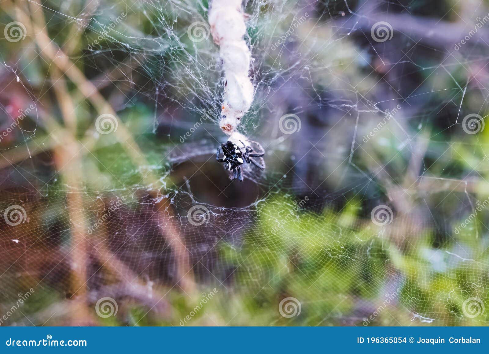 A Black Spider Repairs Its Damaged Spider Web Stock Photo - Image of ...