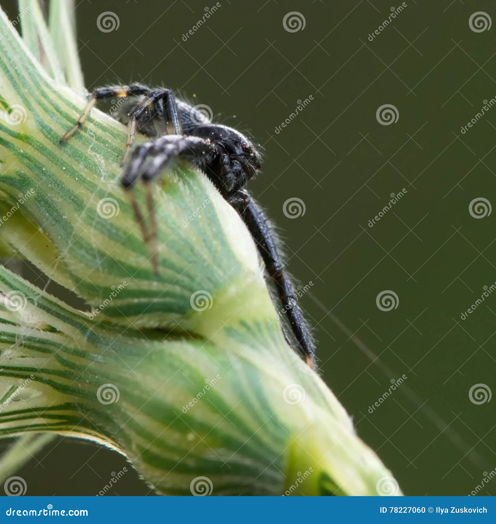 Black spider stock photo. Image of wild, widow, closeup - 78227060