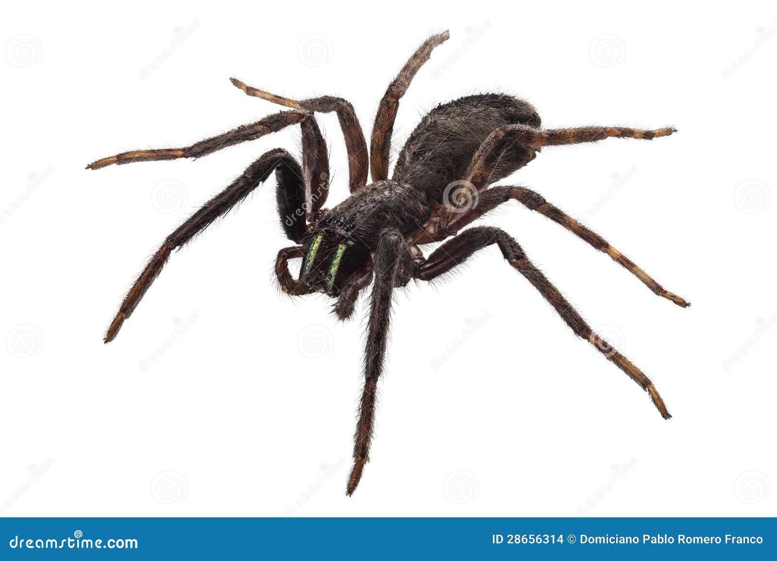Black Spider Species Tegenaria Sp Stock Images - Image: 28656314