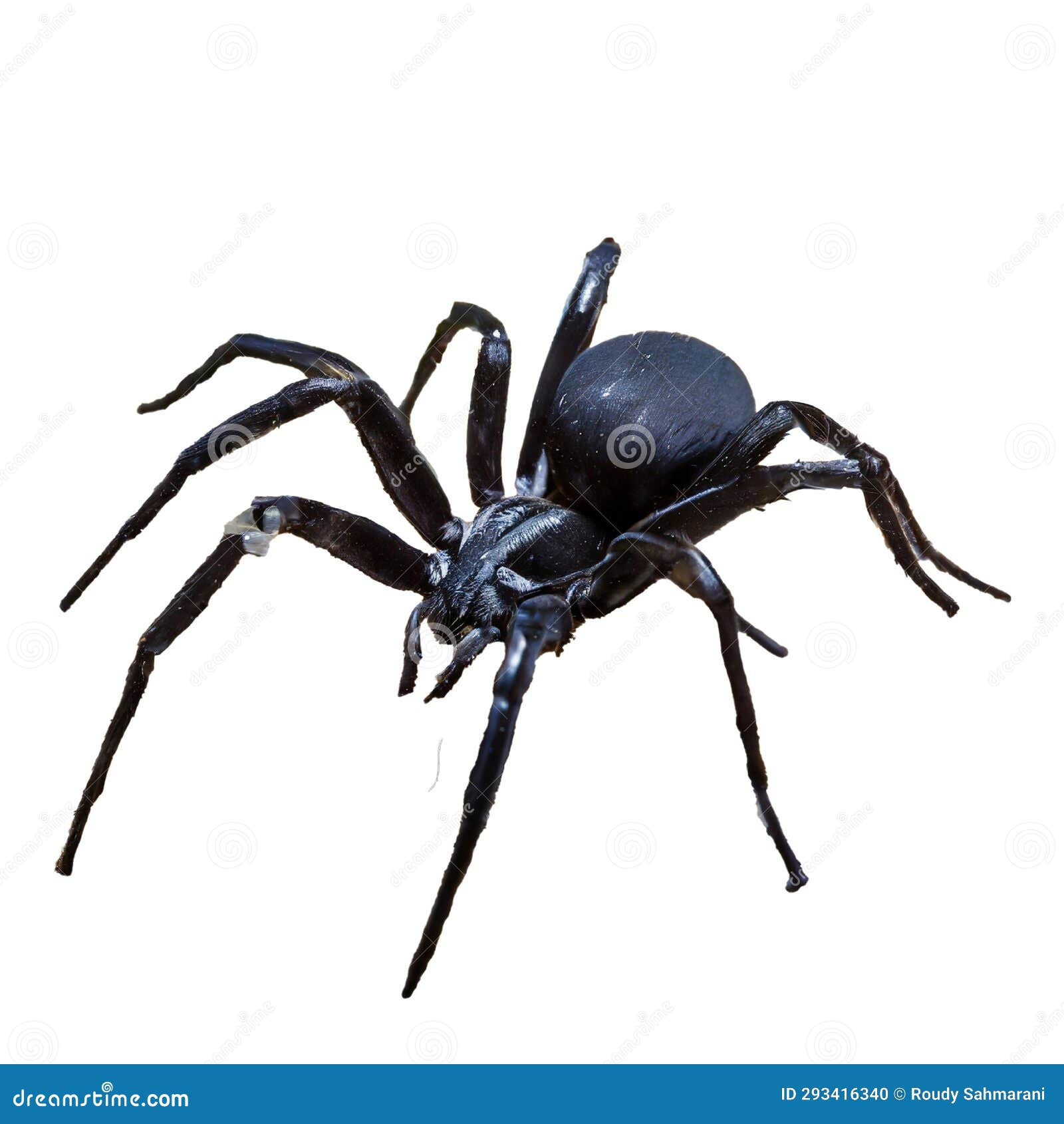 Black Spider on Transparent Background Stock Photo - Image of legs ...