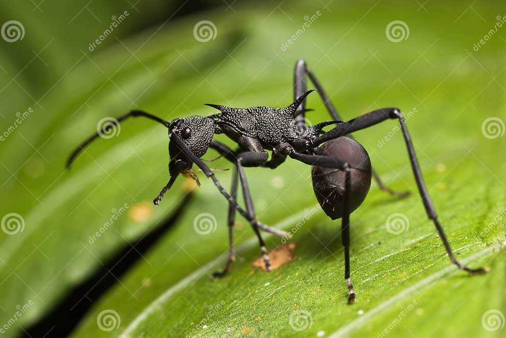 Black Spiky Ant stock photo. Image of brown, plant, wildlife - 7910074