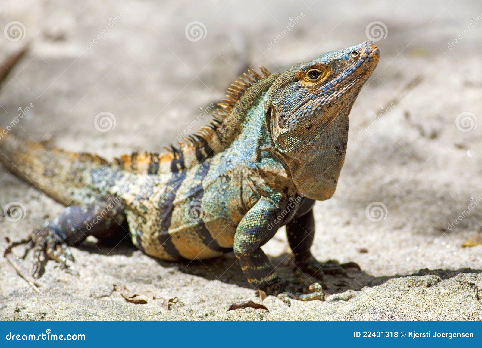 Black spiny-tailed Iguana stock photo. Image of ctenosaur - 22401318