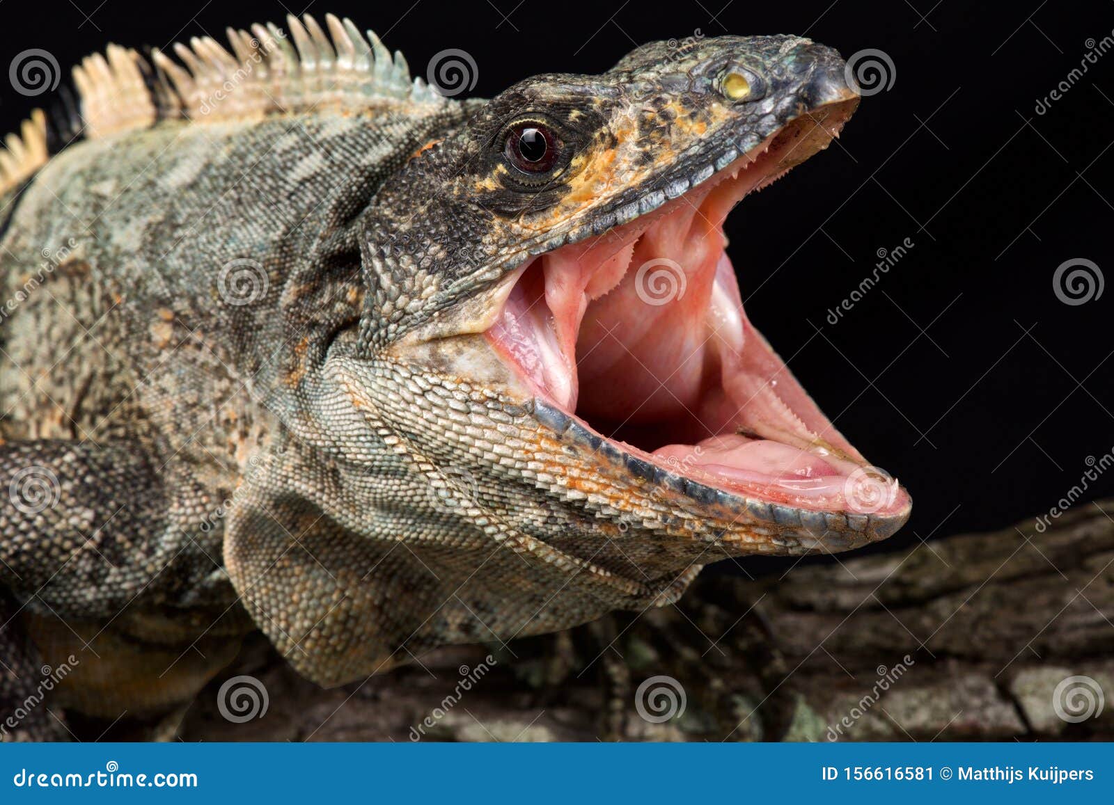Ctenosaura Similis, Garrobo, Iguana, Huatulco Sighting Oaxaca Mexico ...