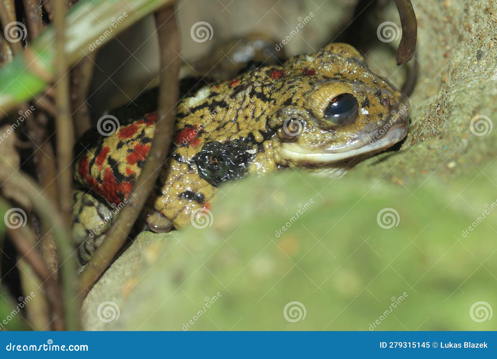 Black-spotted Casque-headed Tree Frog Stock Image - Image of animal ...