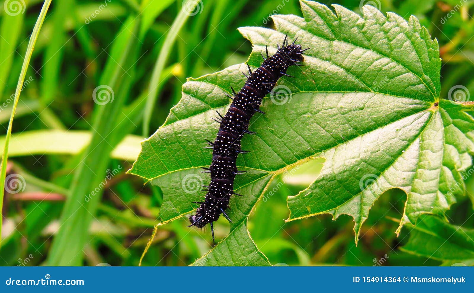 Black Spotted Caterpillar on Nettle Stock Photo - Image of sheet ...