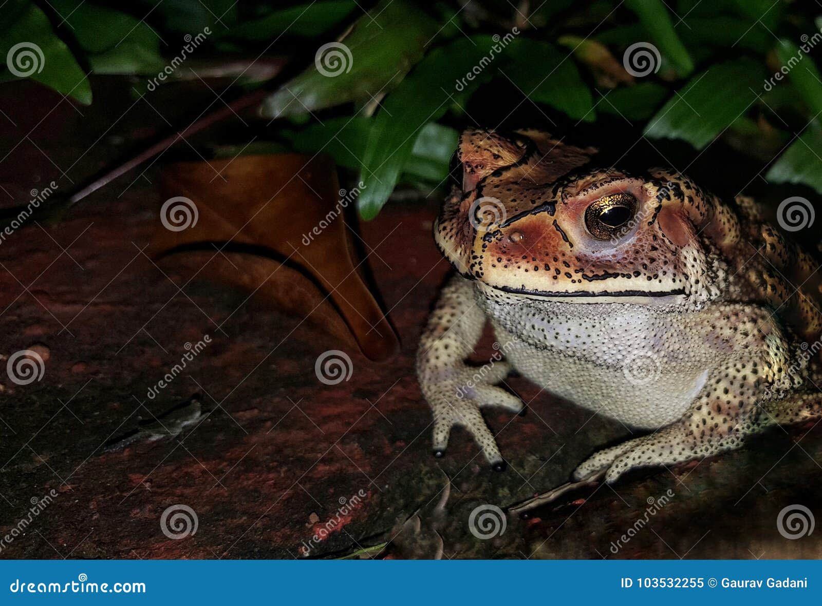 Black spotted common toad stock image. Image of animal - 103532255
