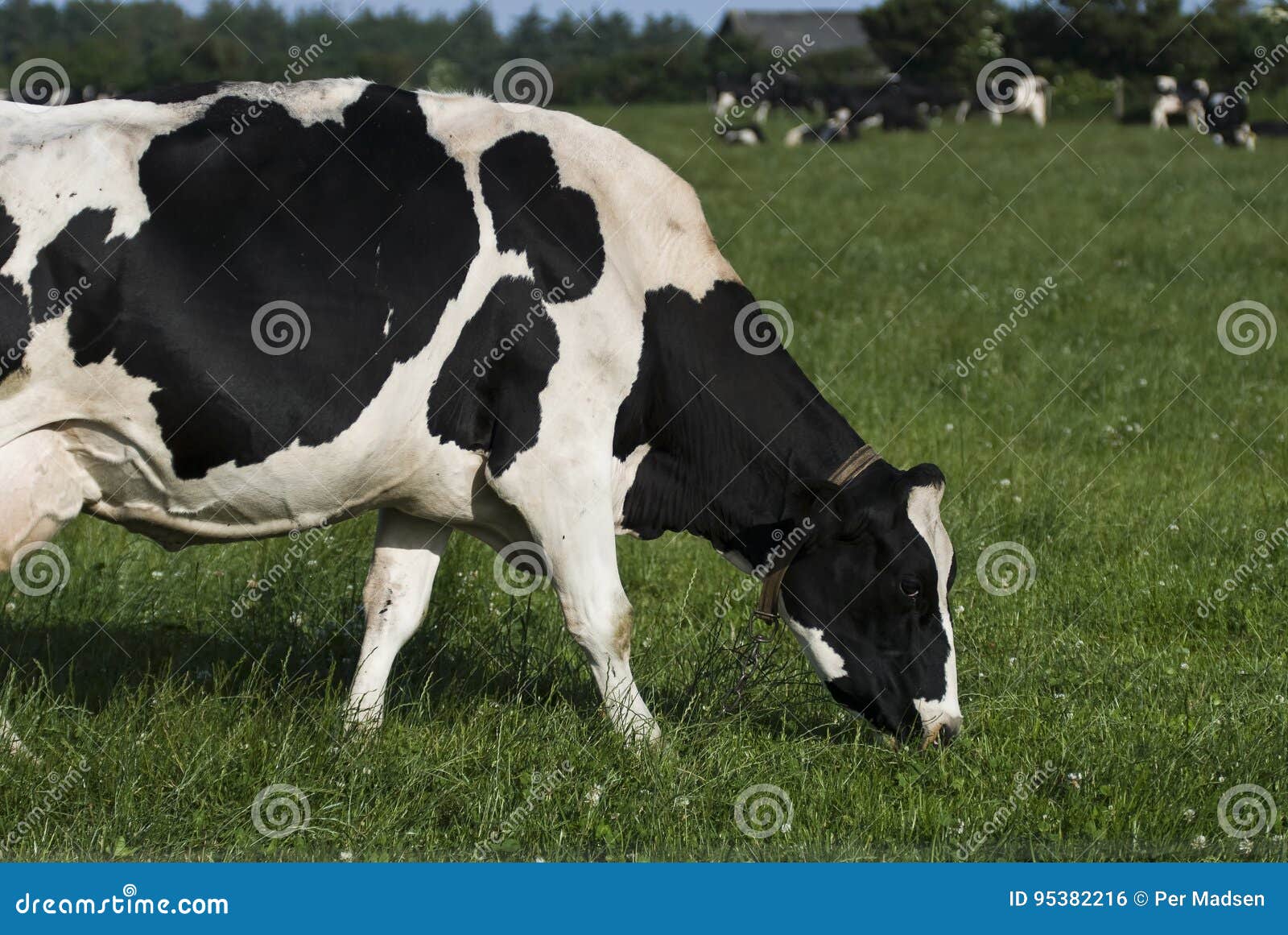Black spotted cow stock photo. Image of denmark, dairy - 95382216