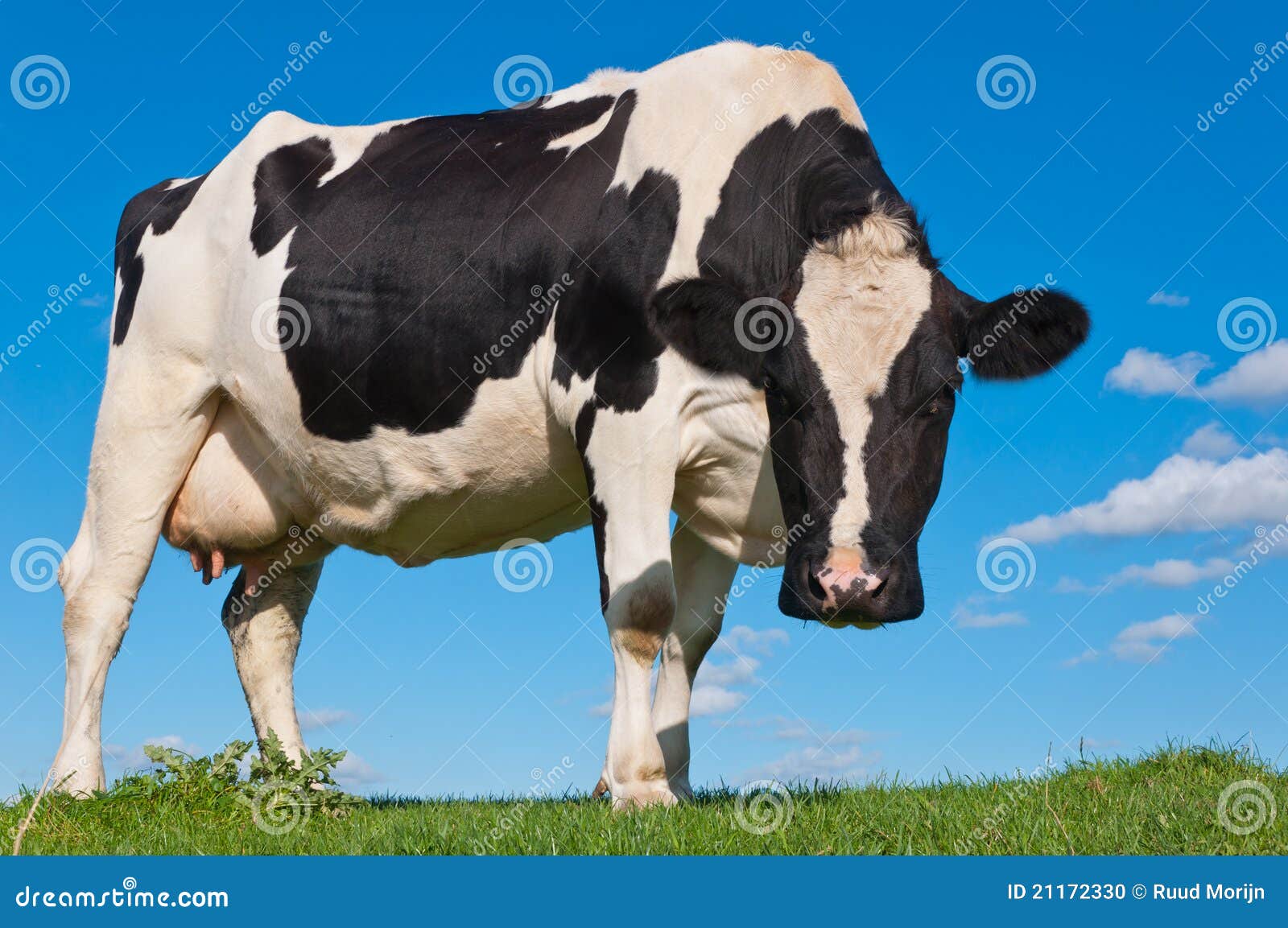 Black Spotted Cow Standing on a Dutch Stock Photo - Image of landscape ...