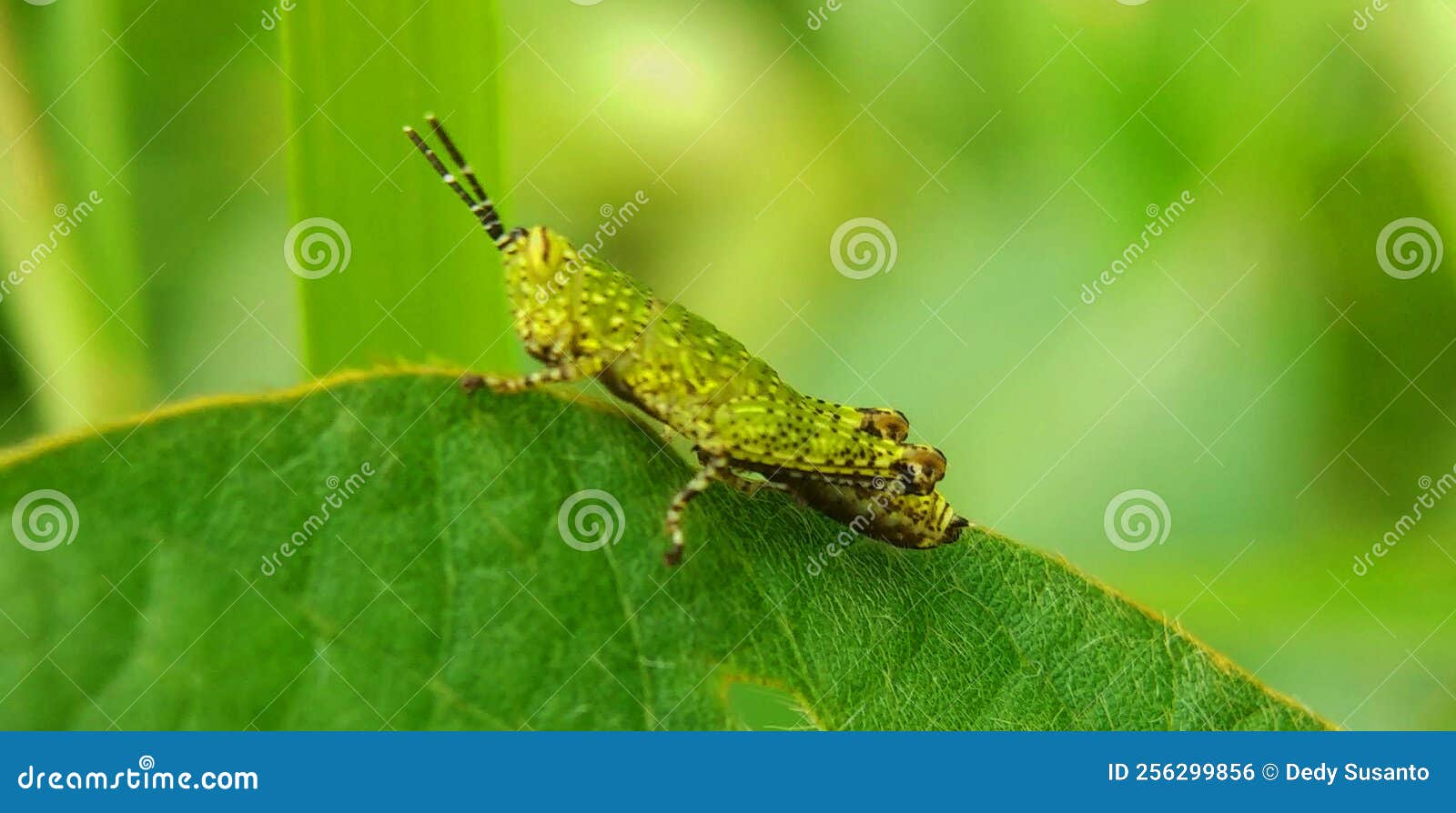 Black Spotted Mini Grasshopper Close-up Stock Photo - Image of ...