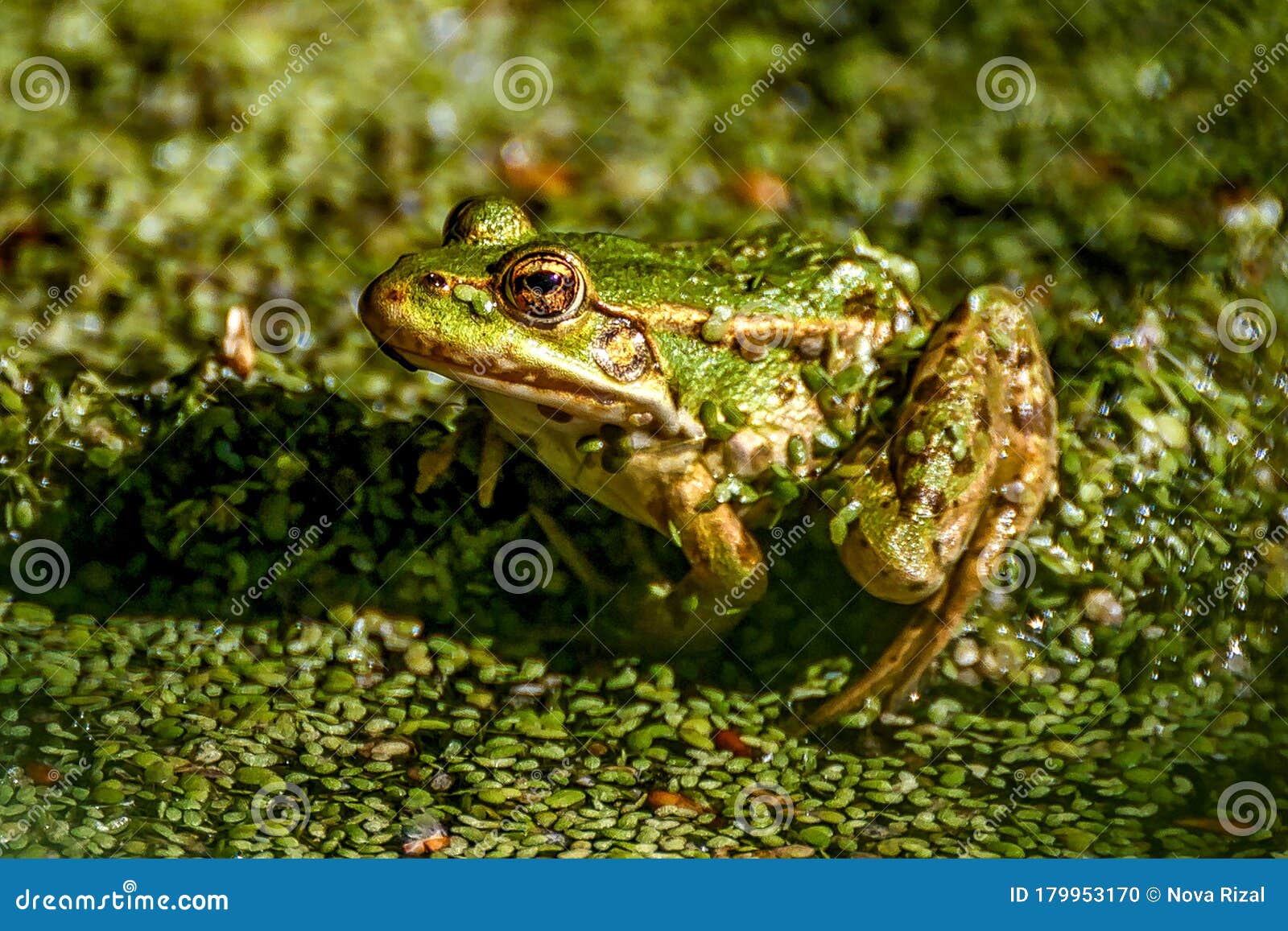 Close Up Black Spotted Pond Frog Chilling Stock Photo - Image of ...