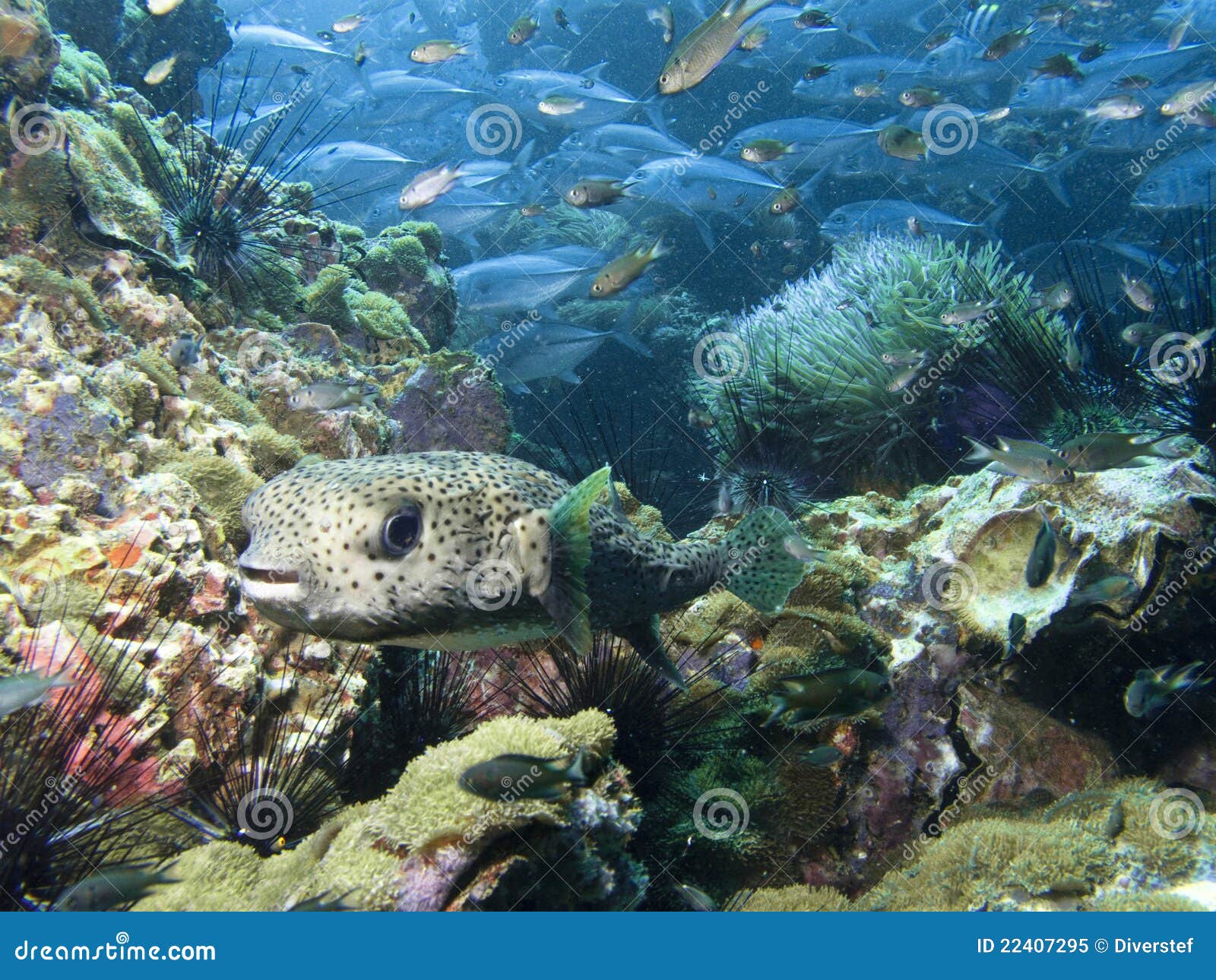 Black Spotted Porcupinefish - Diodon Hystrix Stock Image - Image of ...