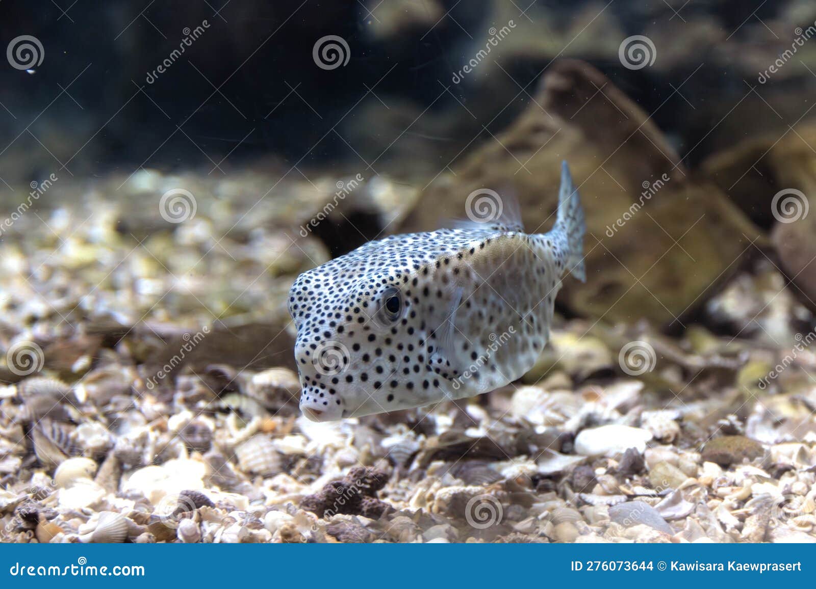 Black spotted pufferfish stock photo. Image of nature - 276073644