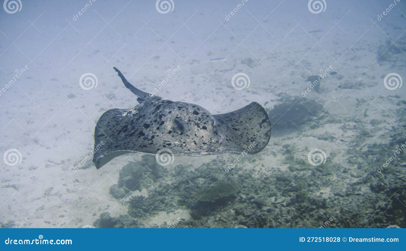 Black spotted stingray stock photo. Image of fish, turtle - 272518028