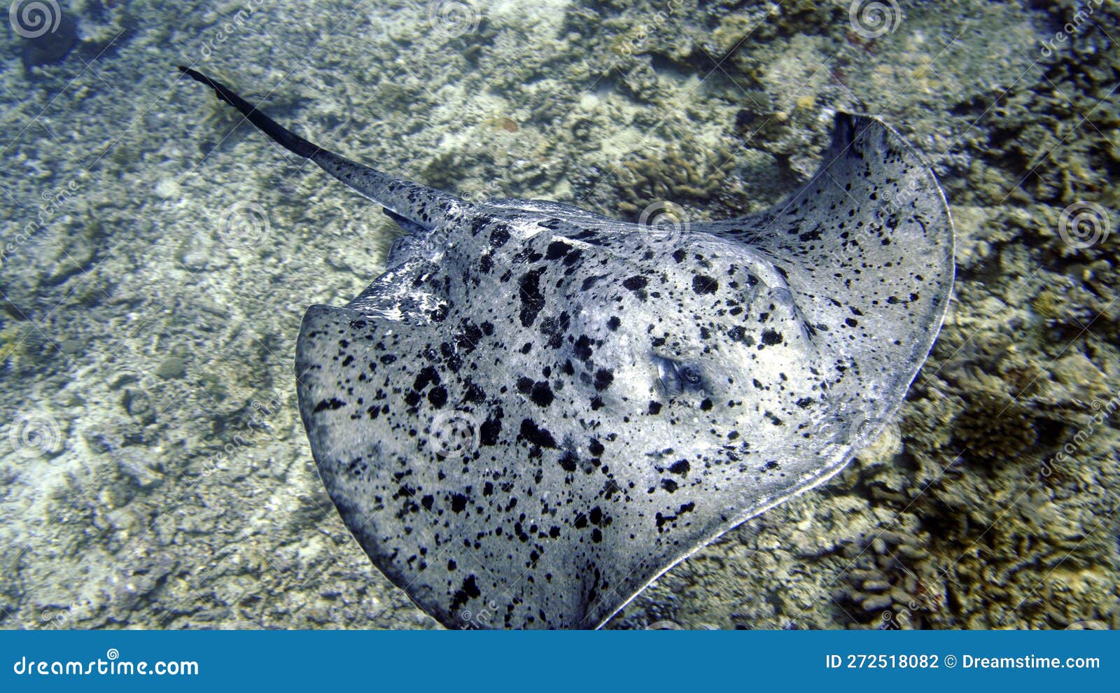 Black spotted stingray stock photo. Image of invertebrate - 272518082