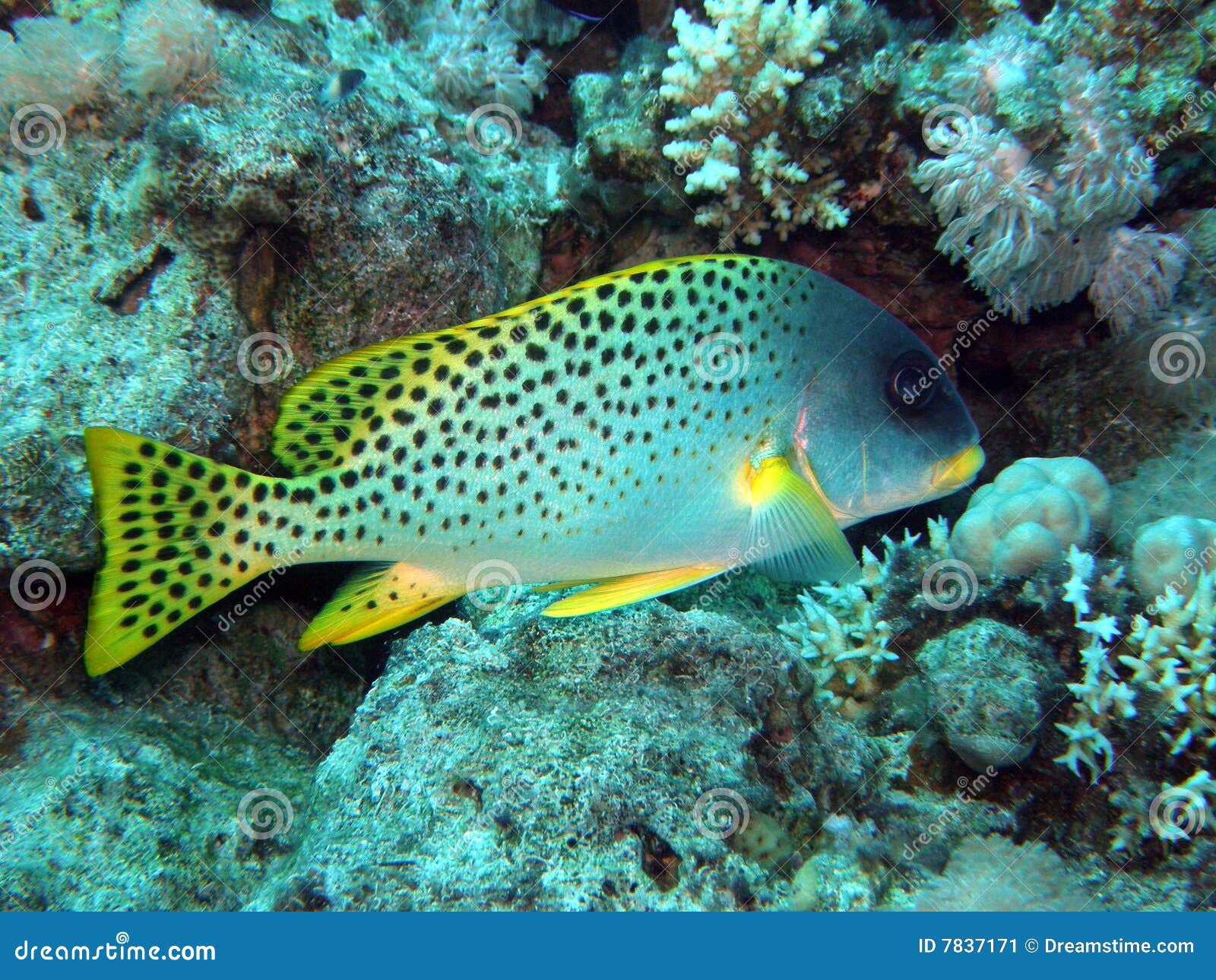 Black Spotted Sweetlips or Grunt Fish Stock Image - Image of fauna ...