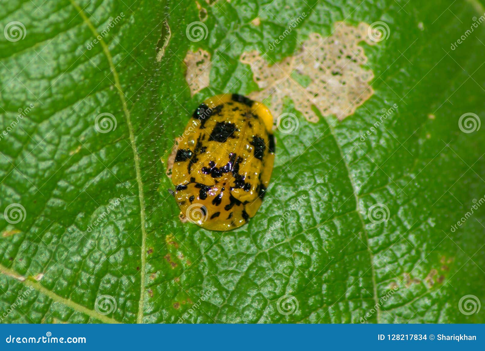 Tortoise Shield Bug or Beetle Stock Photo - Image of india, forest ...