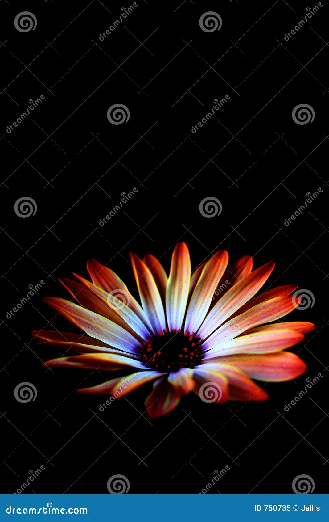 Black spring flower stock image. Image of nature, bloom - 750735