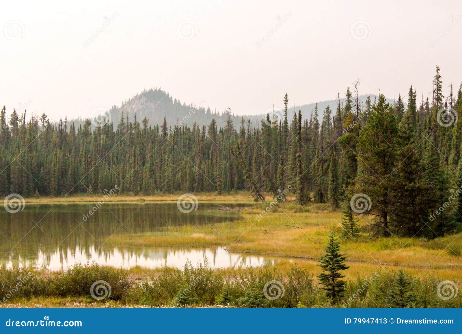 Black spruce bog stock image. Image of jasper, green - 79947413