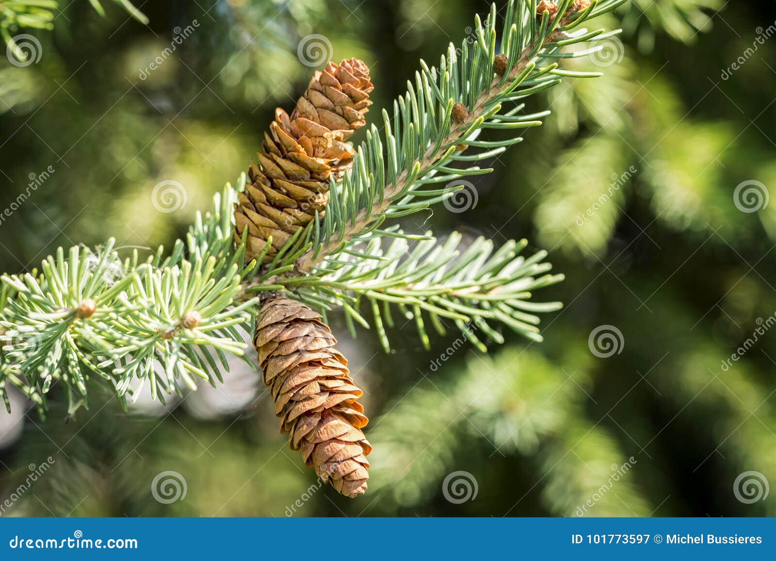 Black Spruce Cone stock image. Image of conifer, green - 101773597
